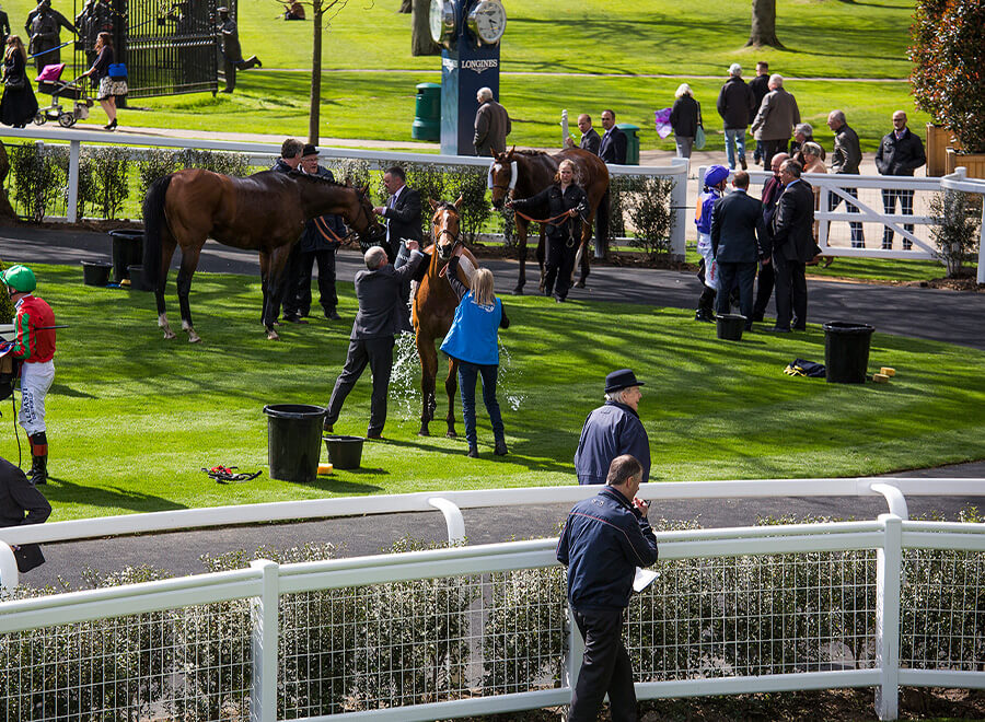 Equestrian Fencing | Duralock